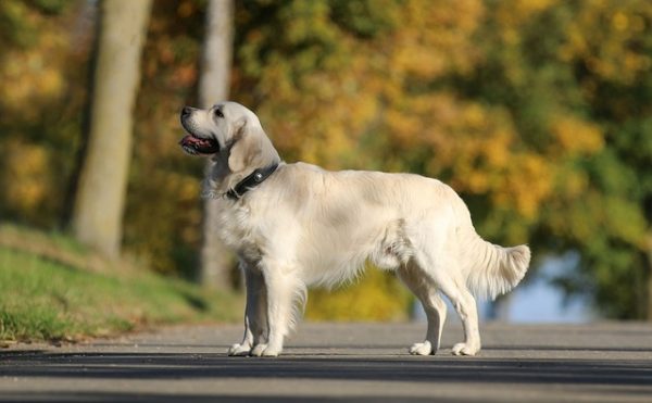 Diferencias entre Labrador y Golden Retriever - Vivir con Labrador