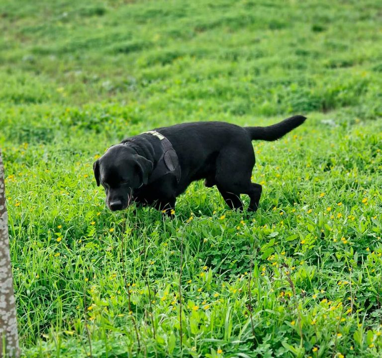 Labrador Retriever - Consejos, cuidados y características [MEGA GUÍA ...